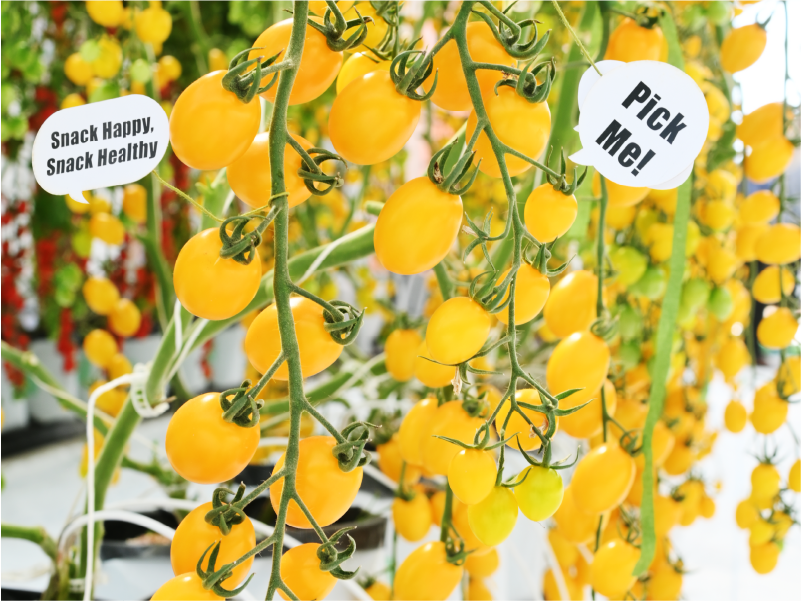 Seedgens - Semillas Vegetales de alta calidad