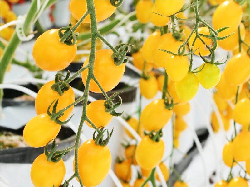 Seedgens - Semillas Vegetales de alta calidad